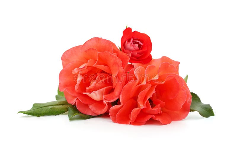 Three orange roses stock photo. Image of garden, beautiful - 339222810