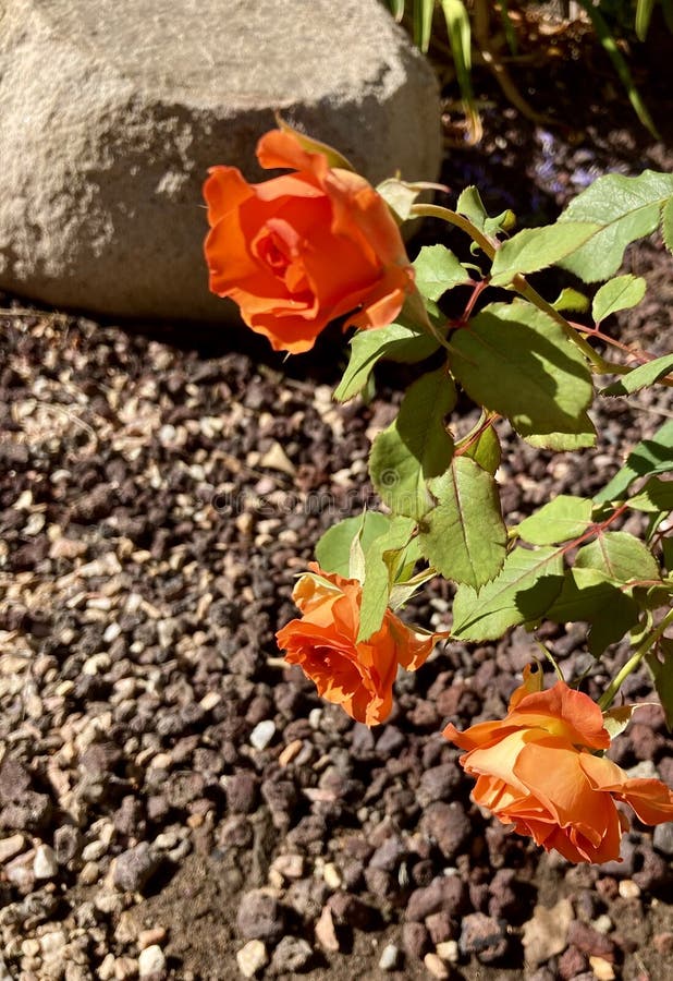 Three Orange Roses stock photo. Image of bloomed, orange - 190904874