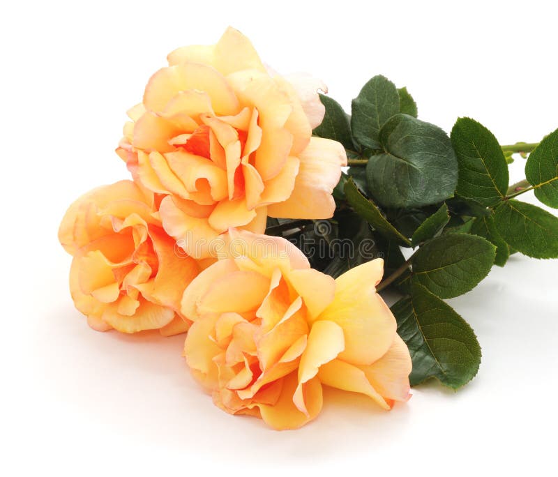 Orange roses. stock photo. Image of nature, birthday - 55523826