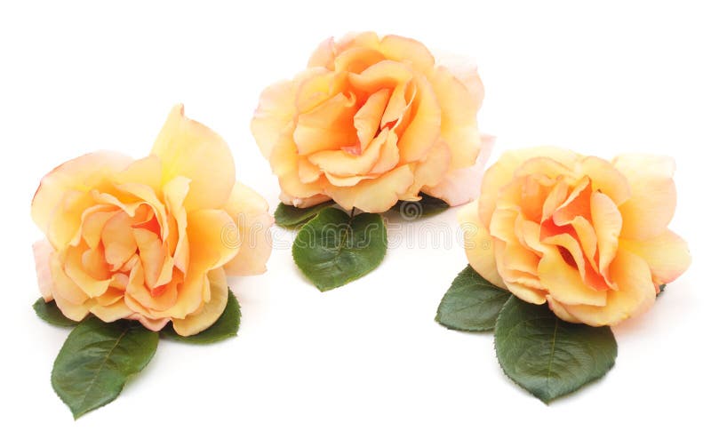 Orange roses. stock photo. Image of nature, birthday - 55523826