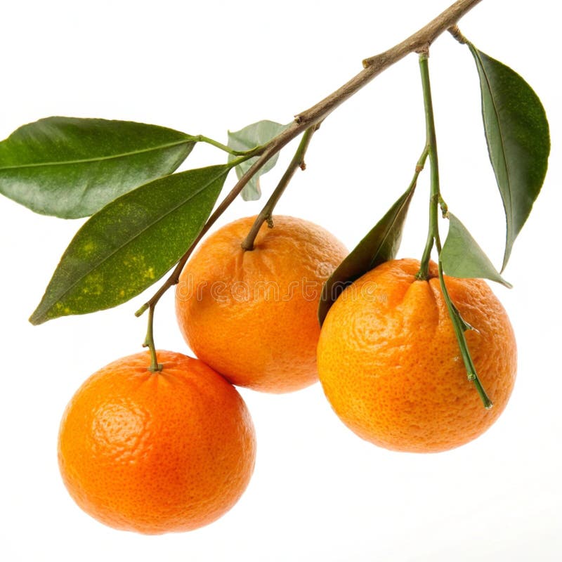 Three Oranges on a Branch Isolated on White Background Stock ...
