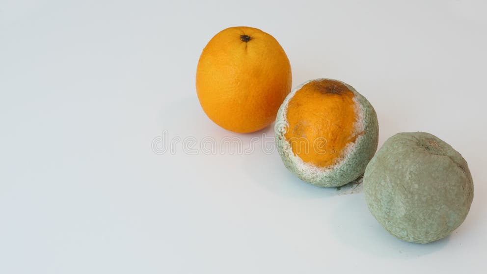 223 Mold Decomposition Process Stock Photos - Free & Royalty-Free Stock ...