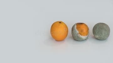 170 Mold Decomposition Process Stock Photos - Free & Royalty-Free Stock ...