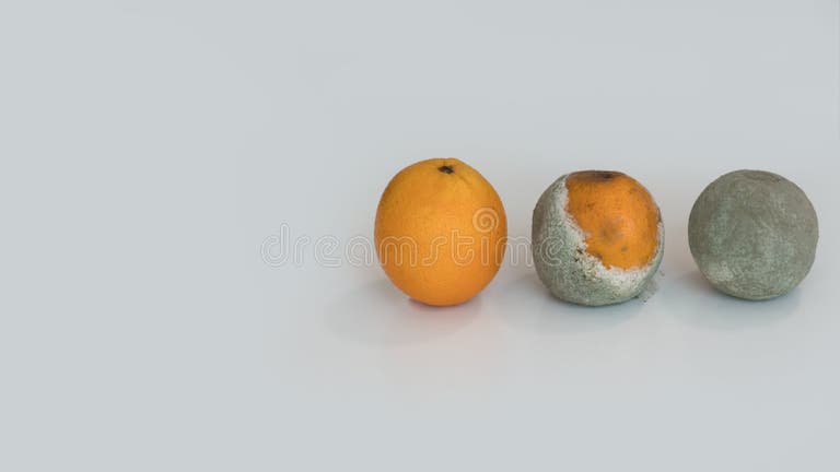 Mold Decomposition Process Stock Photos - Free & Royalty-Free Stock ...