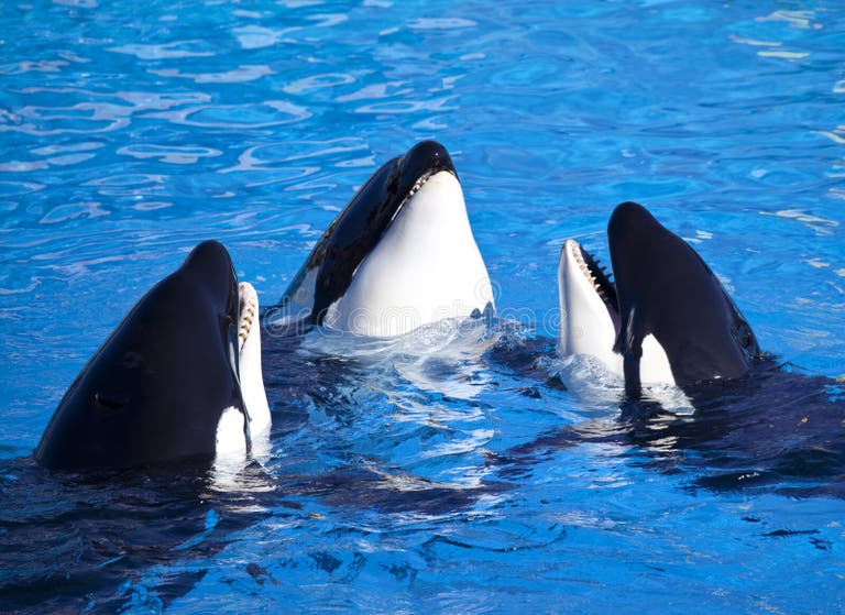 Three Orca Killer Whales stock image. Image of killer - 23209629
