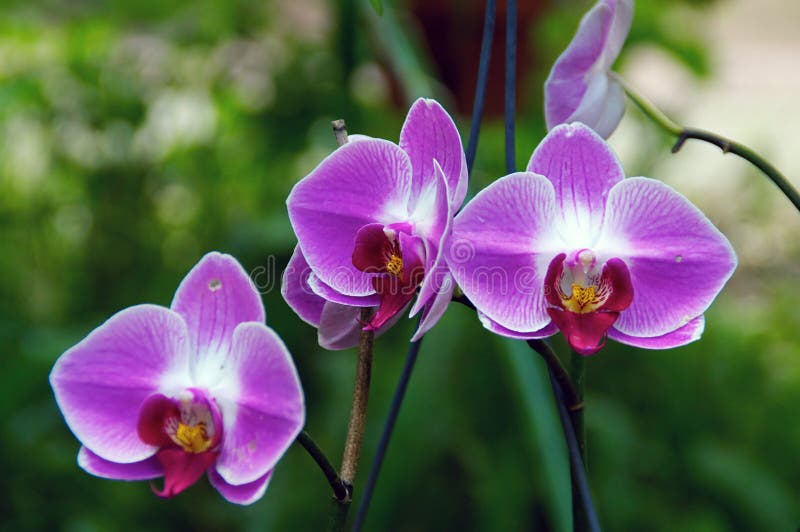 Purple Orchids Side View stock photo. Image of view, level - 36024264
