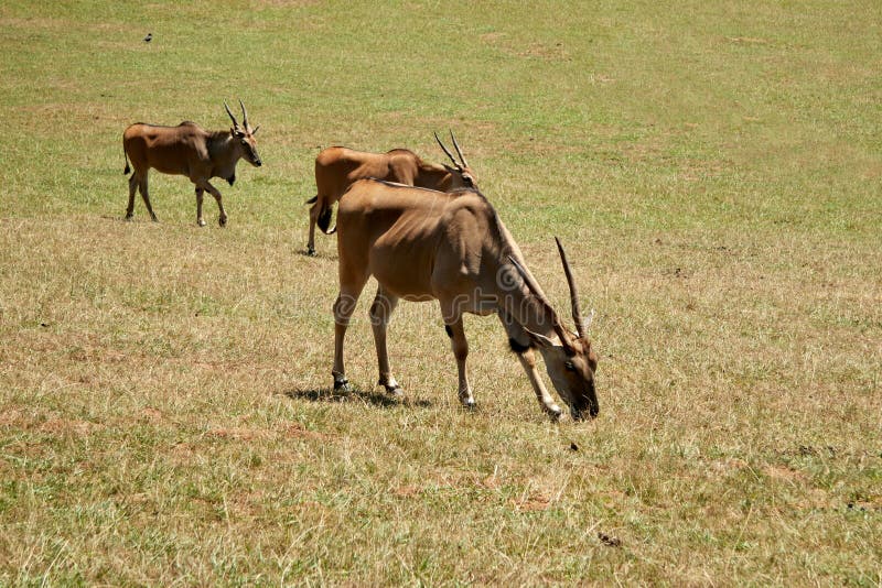 Three Oryx Grazing on the Savannah in the Sun Stock Image - Image of ...