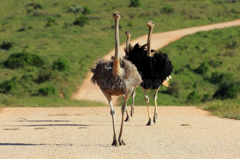 Three Ostrich Running Up the Road Stock Photo - Image of close, animal ...