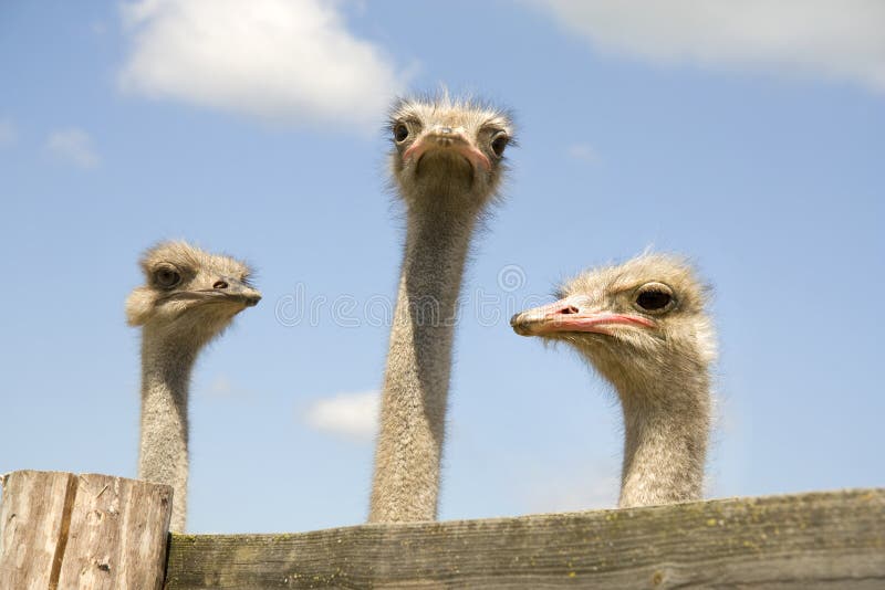 Three Ostriches stock image. Image of grass, light, fowl - 110083