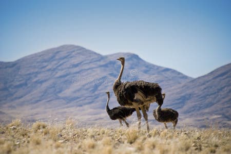Three ostriches stock image. Image of national, reserve - 15777395