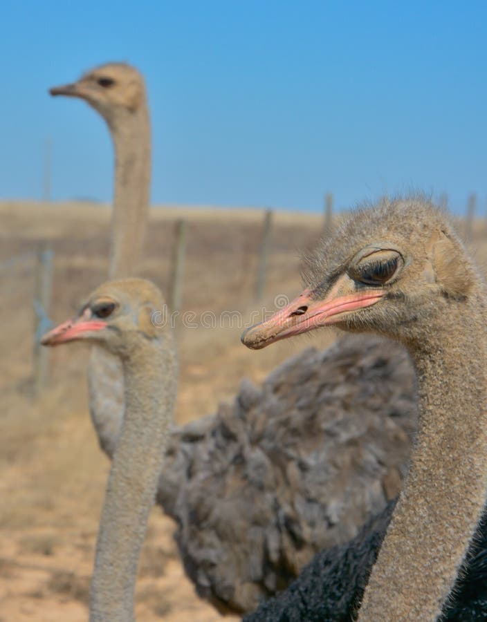 Three Ostriches Looking Sideways at Camera Stock Image - Image of ...