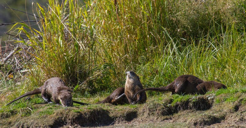 Three otters relaxing stock image. Image of otter, three - 64049911