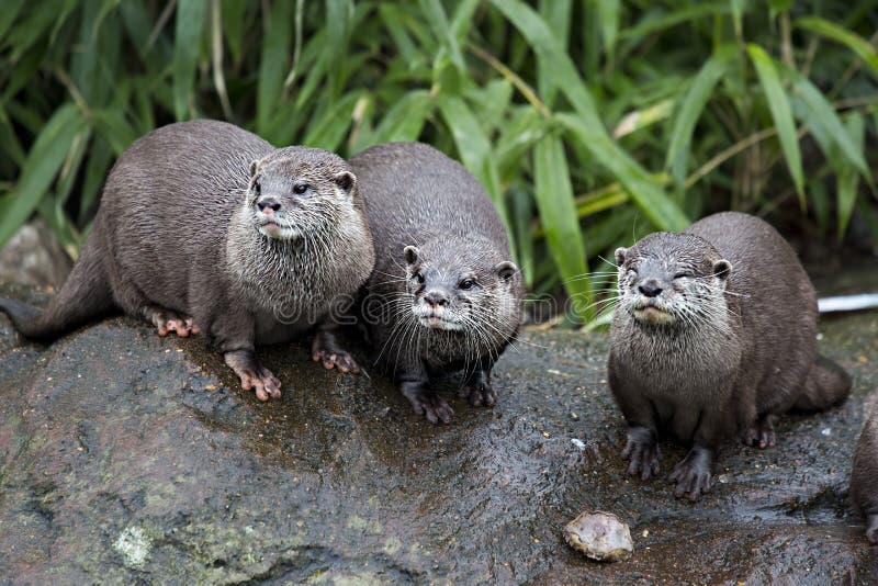 Three otters stock photo. Image of endangered, california - 88668420