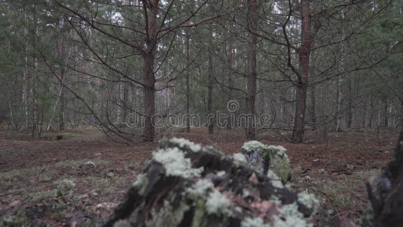 Three Stumps Overgrown with Moss Stock Footage - Video of rotten ...