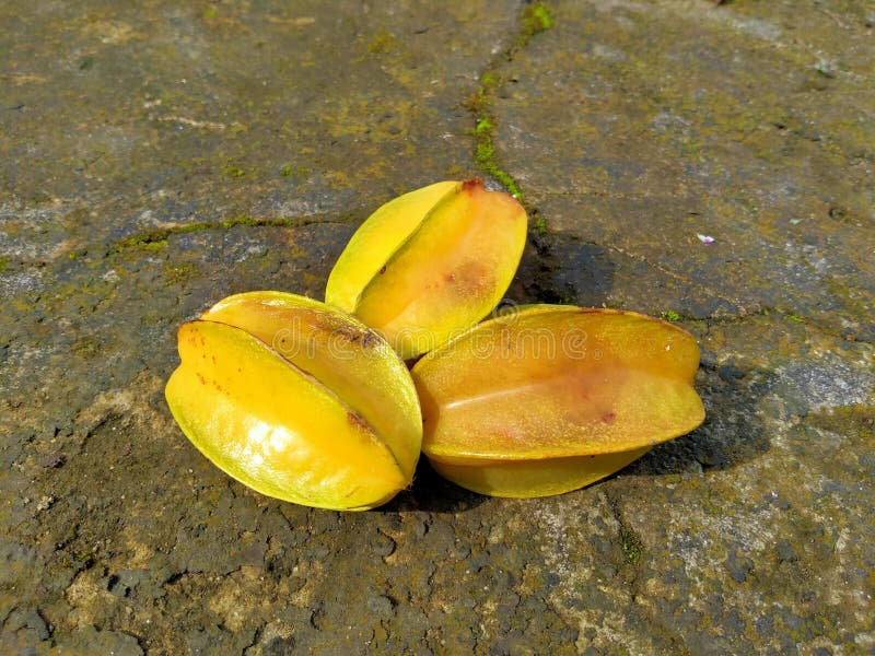Three Overripe Yellow Star Fruit Fell from the Tree Stock Photo - Image ...