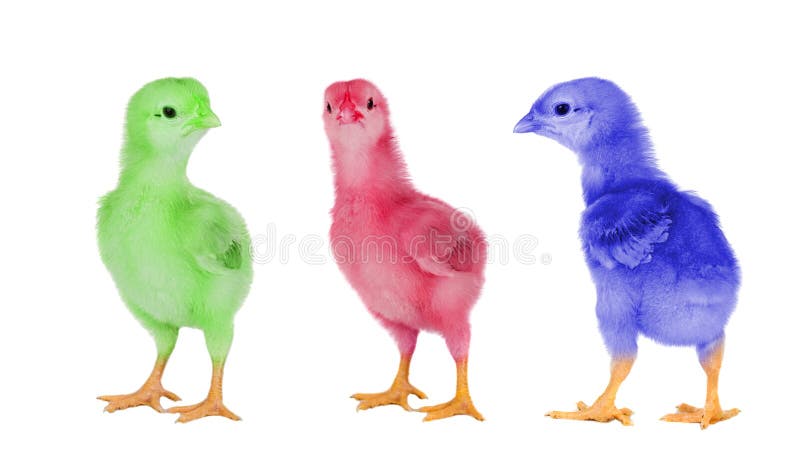 Three painted chickens stock image. Image of holiday - 222042177