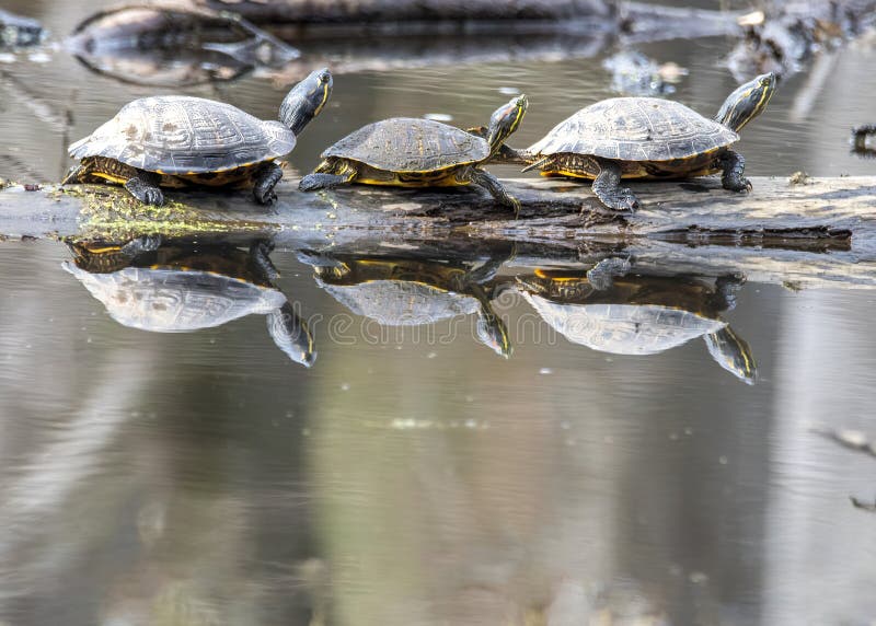 Three Painted Turtles stock image. Image of wildlife - 268672367