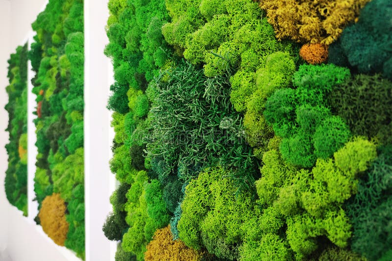 Three Paintings of Decorative Stabilized Preserved Forest Moss on a ...