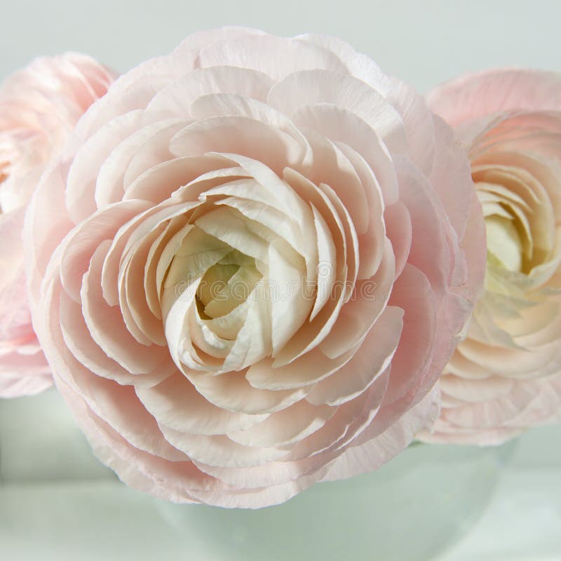 Three Pale Pink Ranunculus in Transparent Round Vase on the White ...