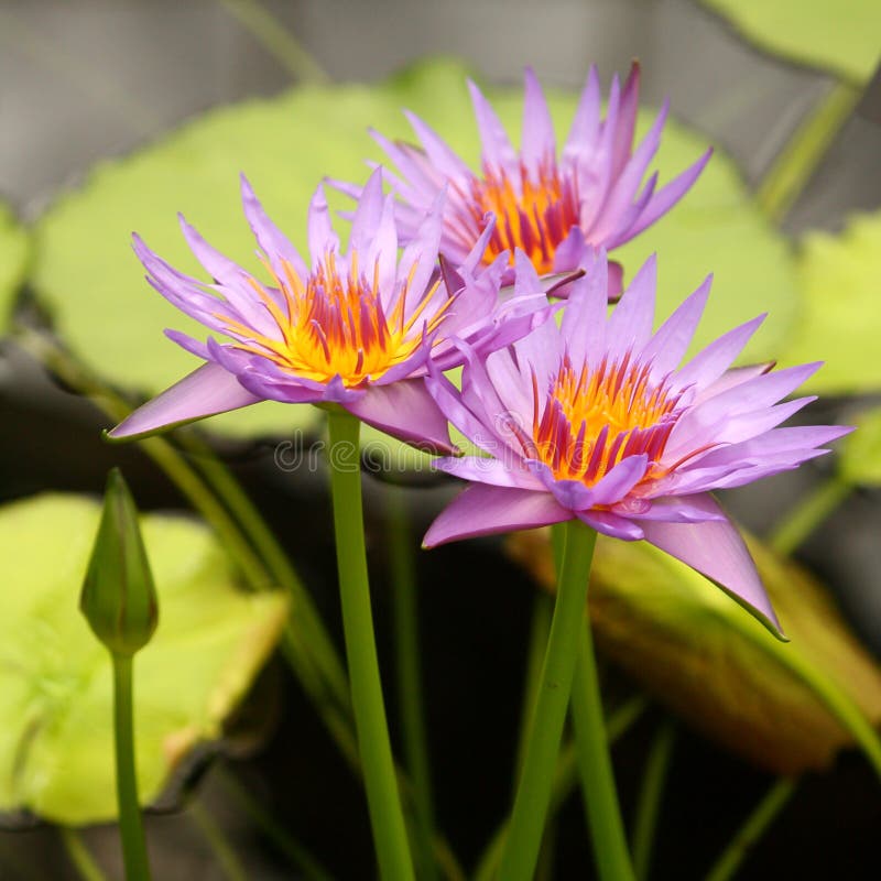 Three Pale Violet Water Lilies Stock Photo - Image of lilly, summer ...