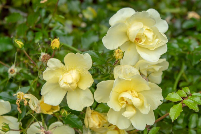 Three Pale Yellow Roses in the Garden Stock Photo - Image of nature ...