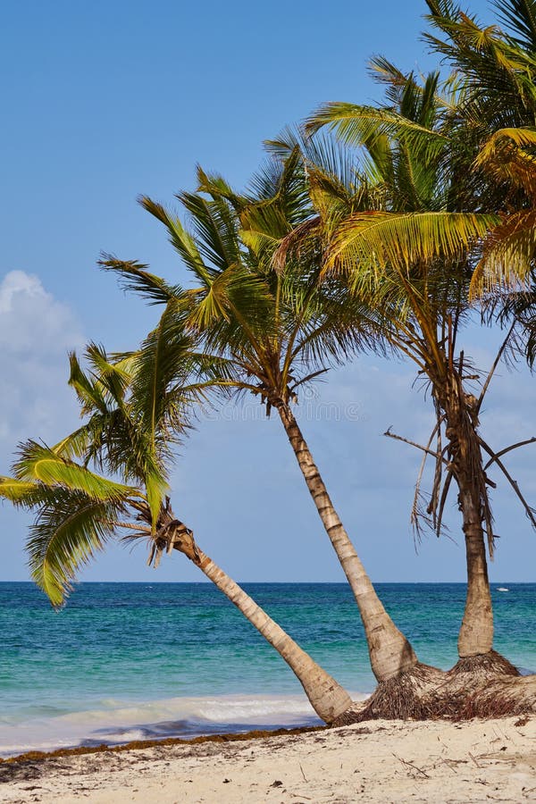 Three palm stock image. Image of sandy, atlantic, tropical - 56750067