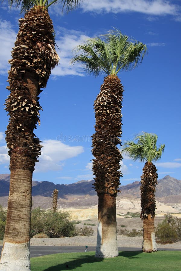 Three Palm tree stock photo. Image of sequoia, forest - 23159160