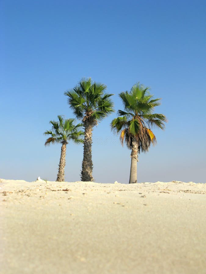 Three palm trees stock image. Image of beach, clouds - 11064723
