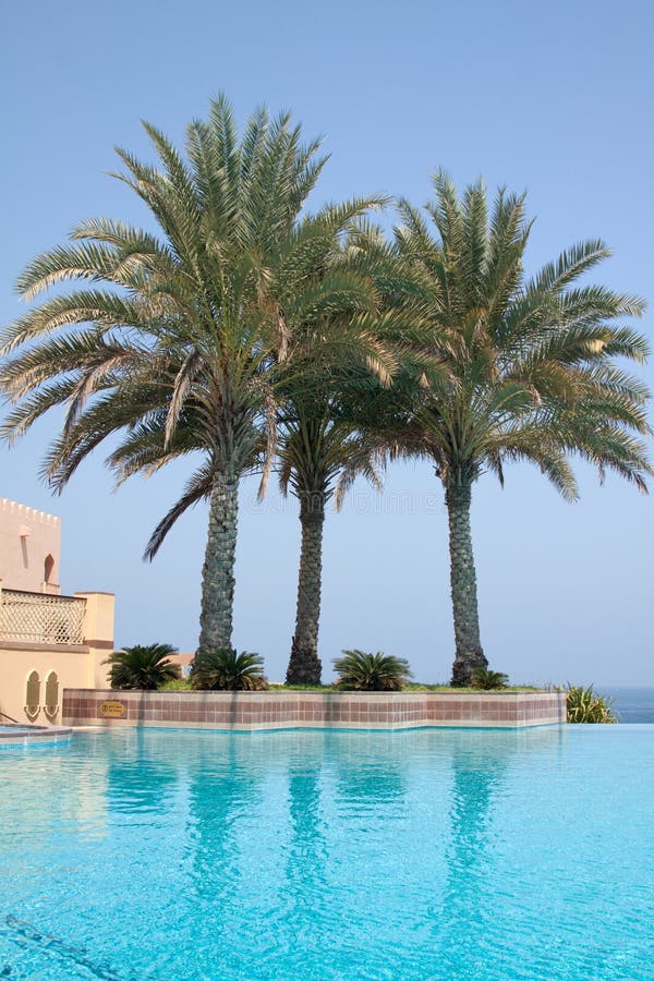 Three Palm Trees stock photo. Image of hotel, vacation - 22017634