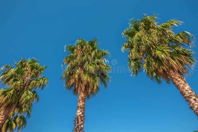 Three Palm Trees Against a Clear Blue Sky Stock Photo - Image of garden ...