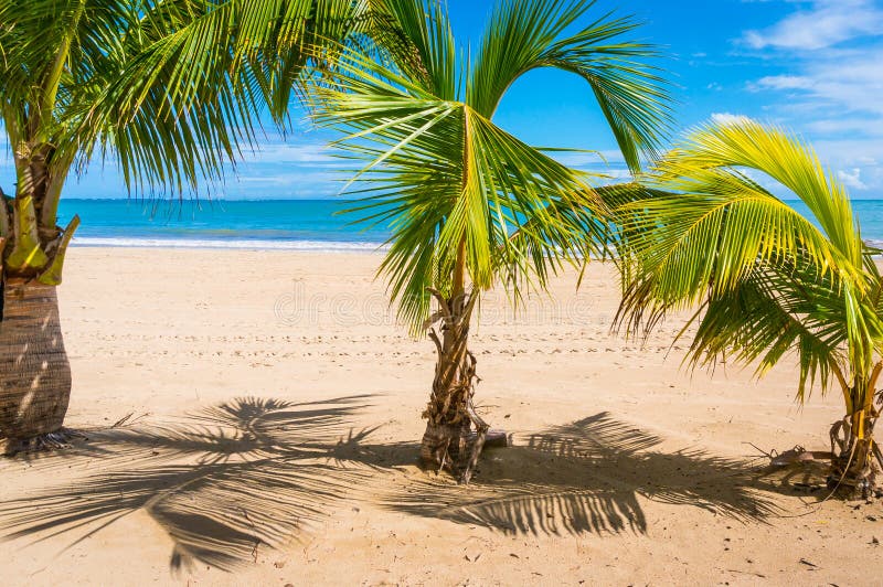 Three Palm Trees stock image. Image of exotic, islands - 41053405