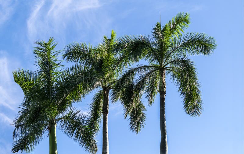 Three Palm Trees and Blue Sky Stock Photo - Image of naples, three ...