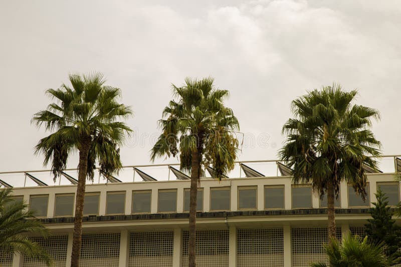 Three Palm Trees at the Building Stock Image - Image of city, estate ...