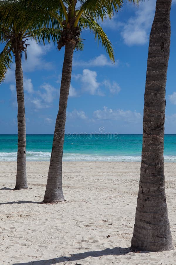 Three Palm Trees on the Empty Beach, Mexico Stock Photo - Image of sail ...