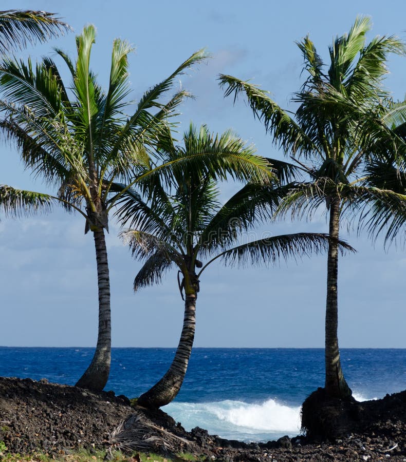 Three Palm Trees at the End of Pohoki Beach Stock Image - Image of park ...