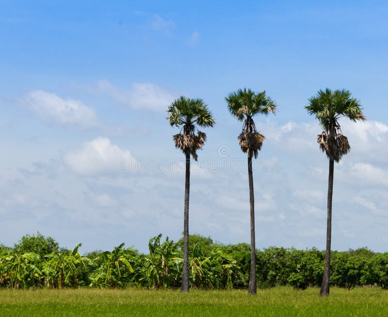 Three Palm Trees in the Field Stock Photo - Image of color, ocean: 31267688
