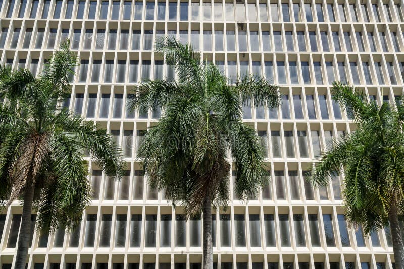 Three Palm Trees at the Front of a Building with Tall Reflective ...