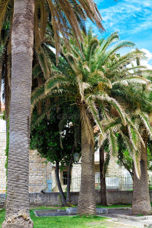 Three palm trees stock photo. Image of square, outdoor - 33211434
