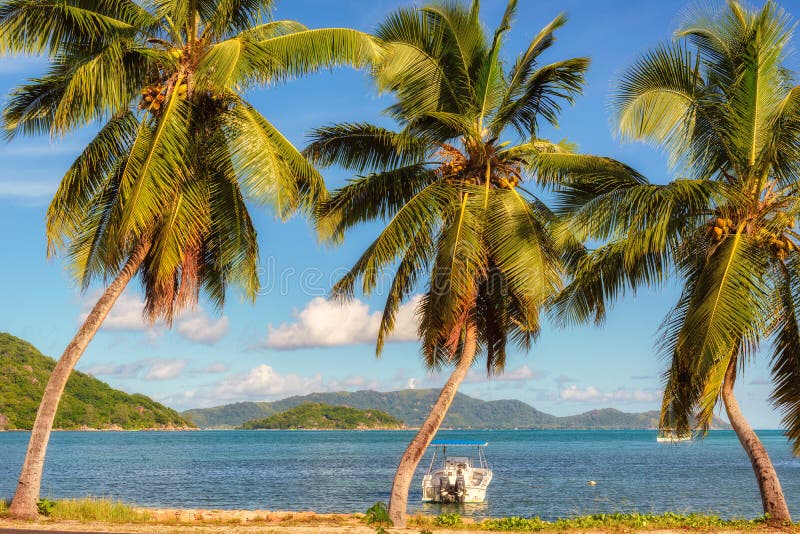 Three Palm Trees on a Hawaiian Beach Stock Image - Image of nature ...