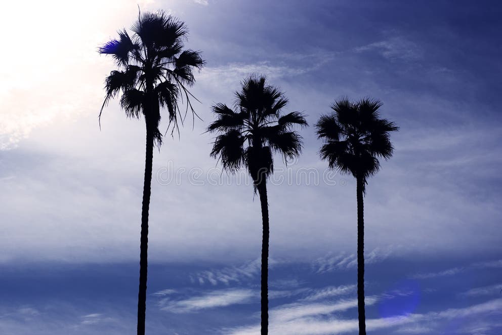 Three Palm Trees in Order of Heigh Stock Photo - Image of nice ...