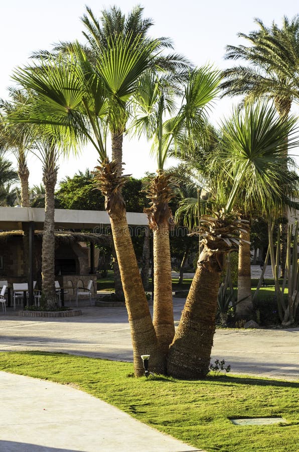 Three Palm Trees in a Park Near the Hotel I Stock Photo - Image of ...