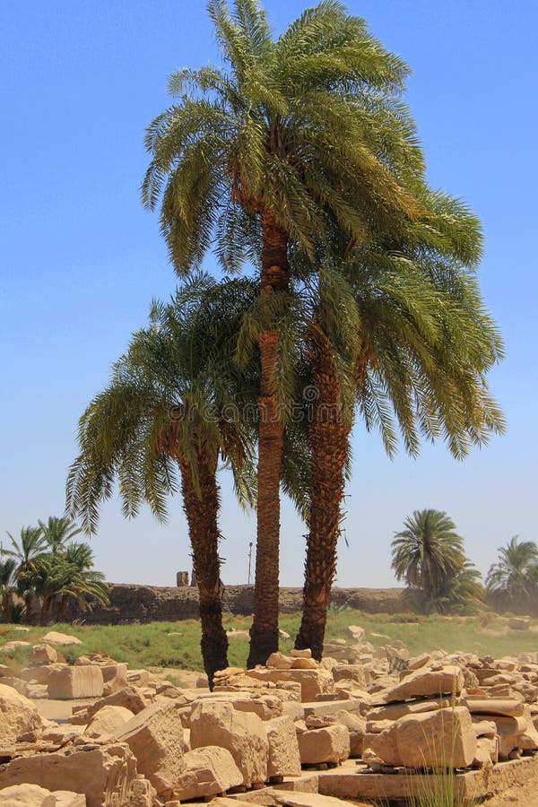 Three Palm Trees on Ruins in Karnak Stock Photo - Image of desert ...