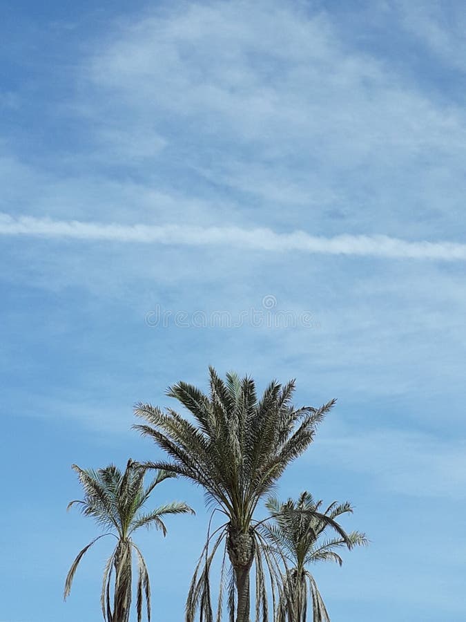 Three Palm Trees Texture and Plane Trail with a Blue Sky Background ...