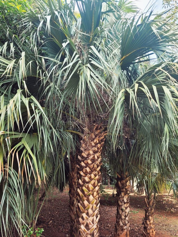 Three Palm Trees with Trellised Trunks. Stock Image - Image of three ...