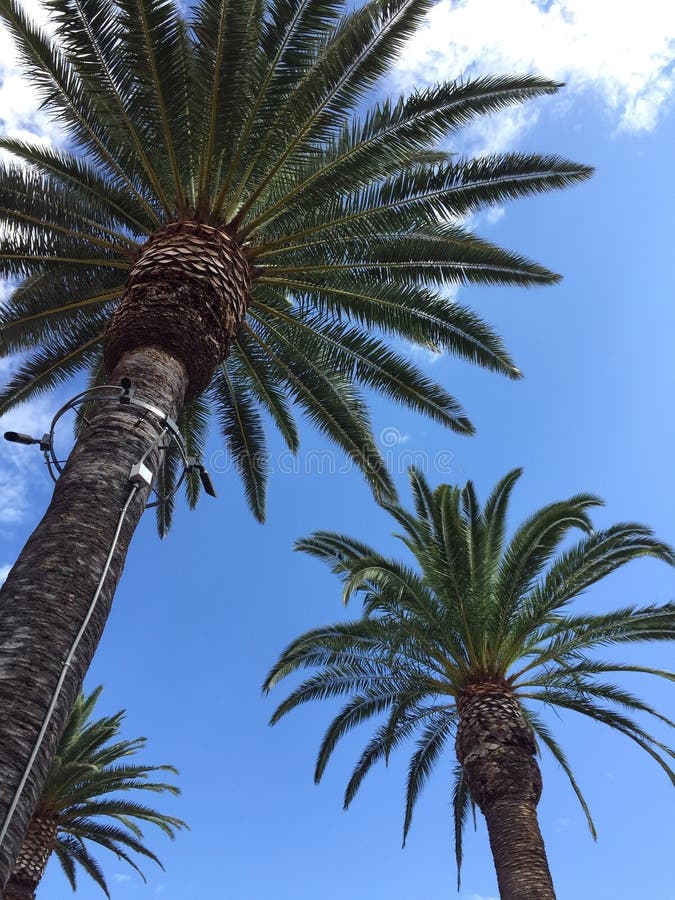 Three Palm Trees stock image. Image of three, fronds - 59327511