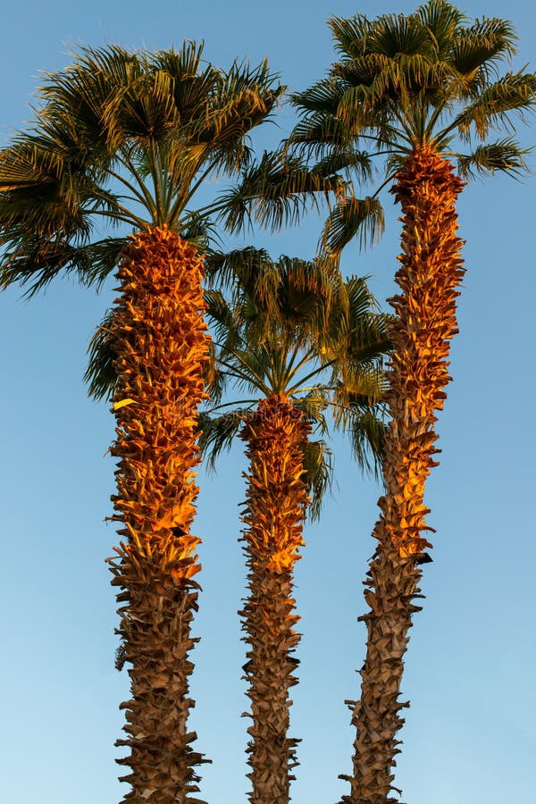 Three Palm Trees. Vertical Photo of Exotic Trees. Palm Trees at Sunrise ...