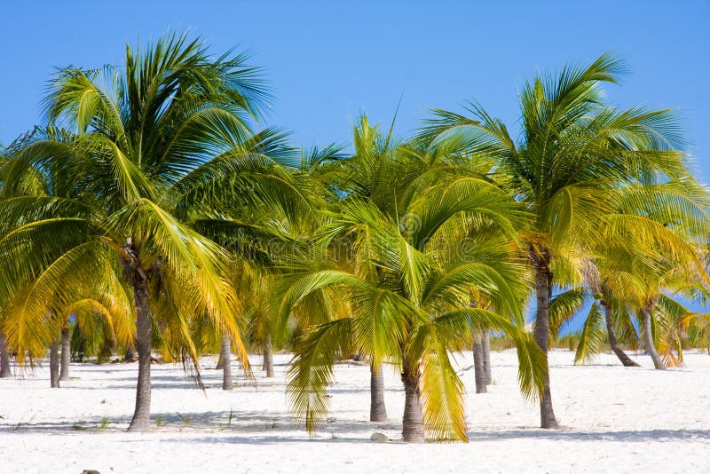 Three palms stock photo. Image of scenics, tree, tall - 16250666