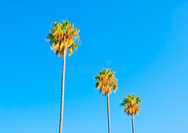 Three Palms stock image. Image of scenic, holiday, landscape - 23627311