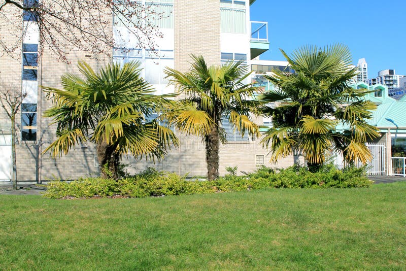 Three palms stock image. Image of wall, architecture - 24066937