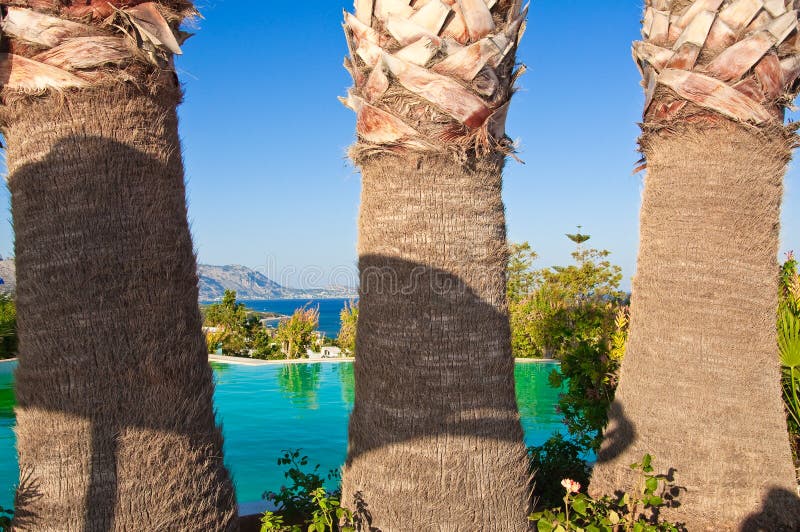 Three palms. stock image. Image of outdoor, rhodes, relaxation - 33783773